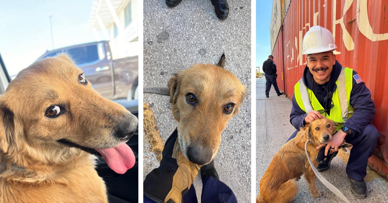 Connie the Container Dog Was Found in a Shipping Container