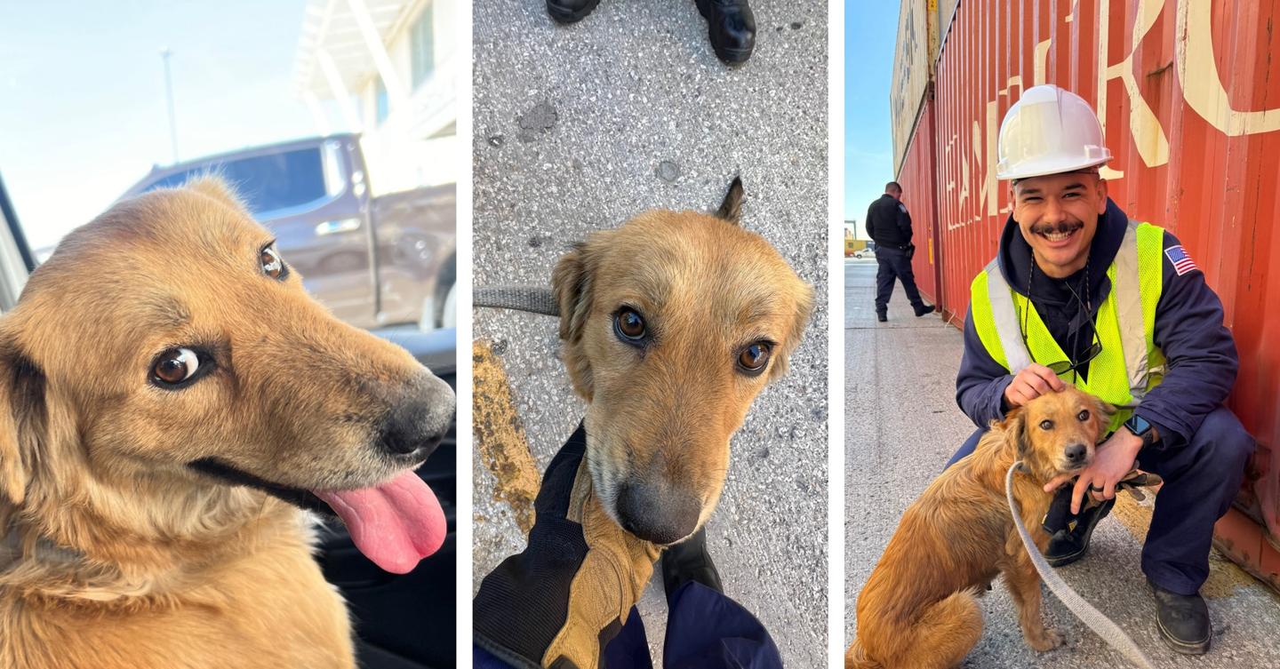 Connie the Container Dog Was Found in a Shipping Container