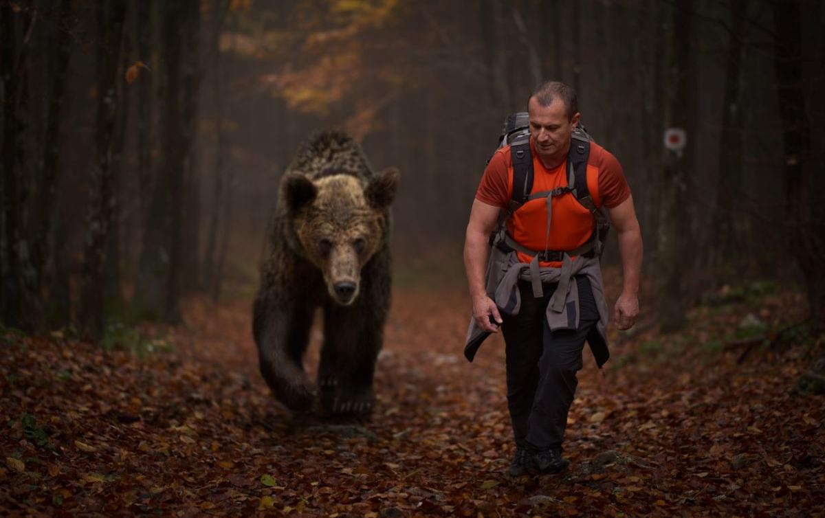 What's the Difference Between Black Bears vs. Grizzly Bears?