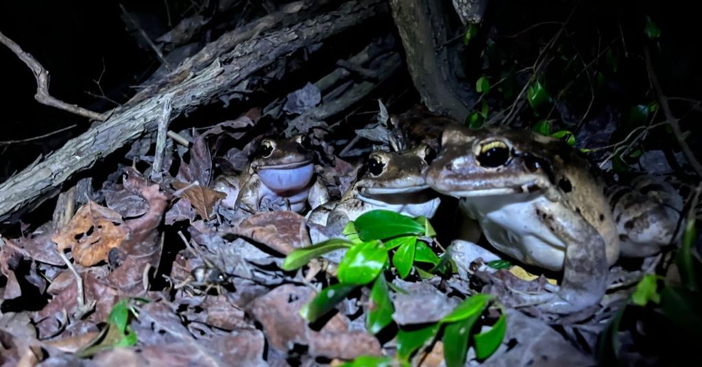 Why Is the Mountain Chicken Frog Endangered? Species Is Going Extinct