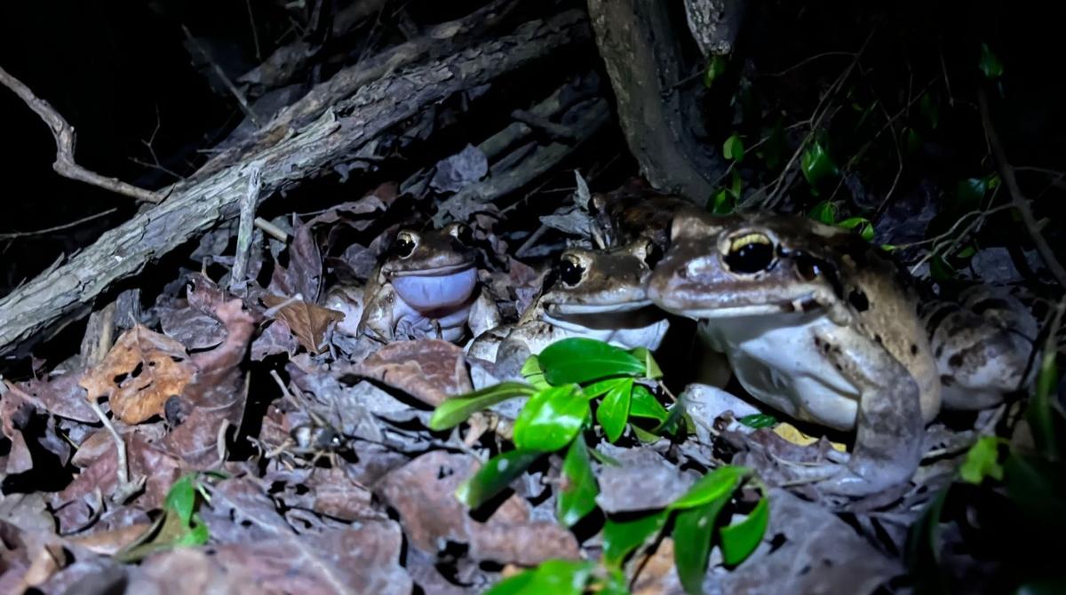 Why Is the Mountain Chicken Frog Endangered? Species Is Going Extinct