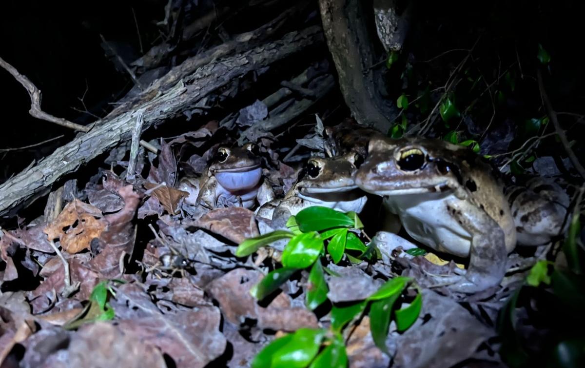 Why Is the Mountain Chicken Frog Endangered? Species Is Going Extinct