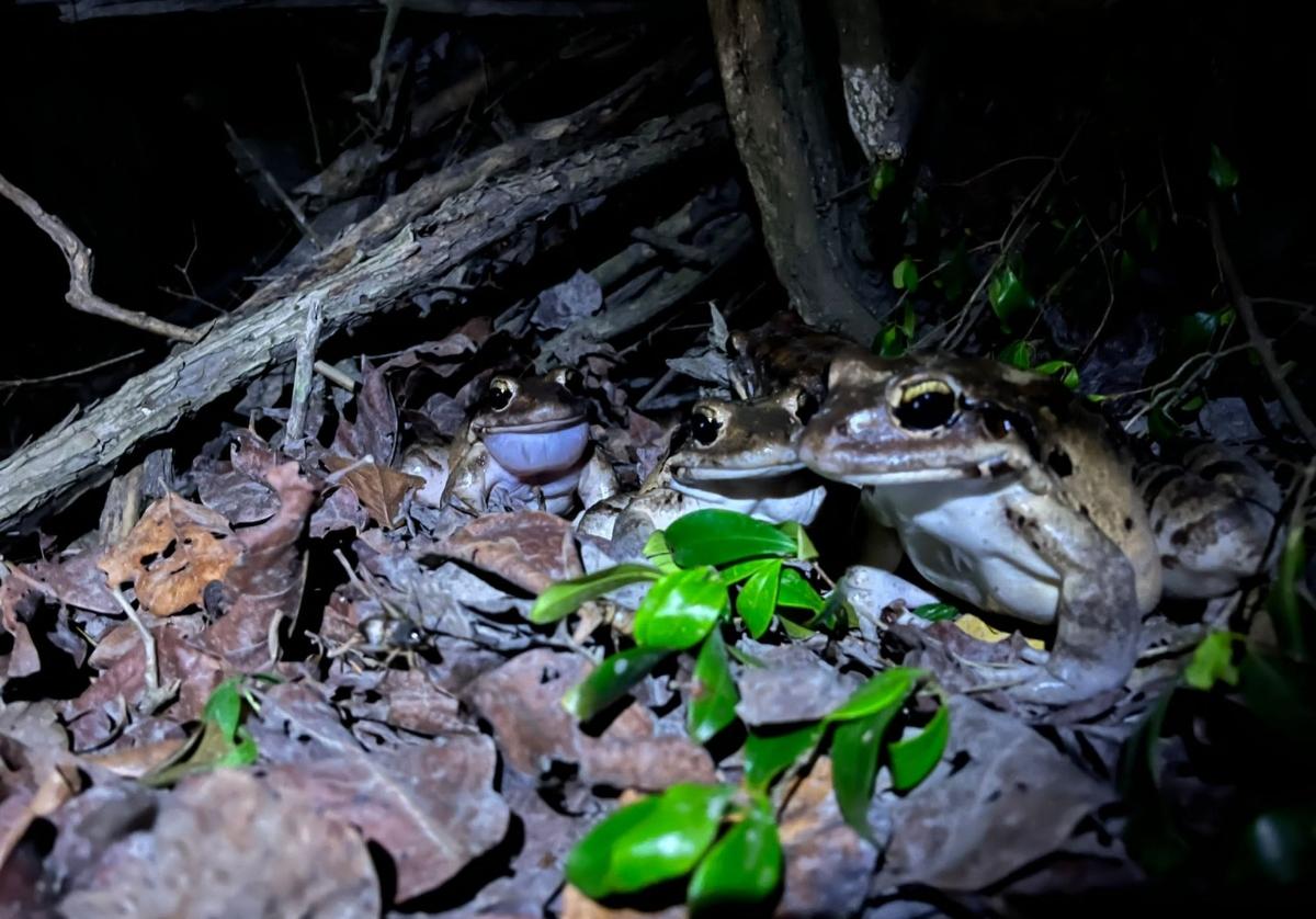Why Is the Mountain Chicken Frog Endangered? Species Is Going Extinct