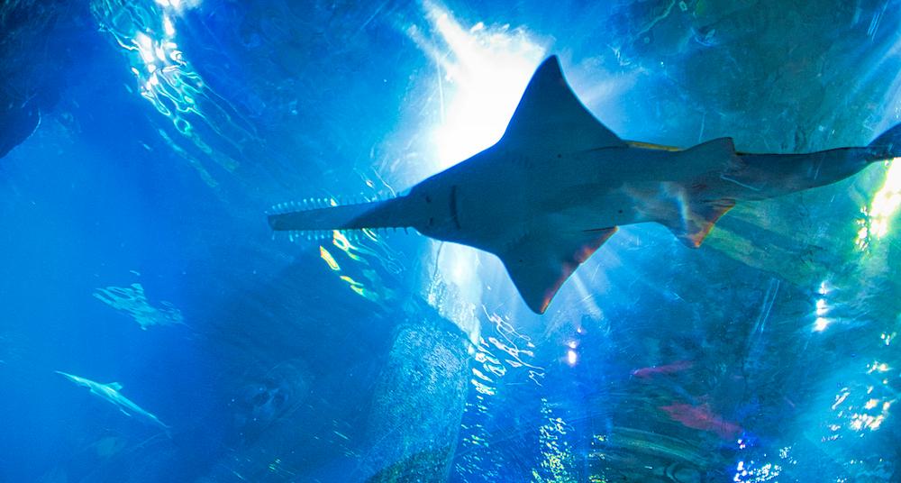 Scientists Suspect Cause of Spinning Fish in Florida Scientists Suspect Cause of Spinning Fish in Florida