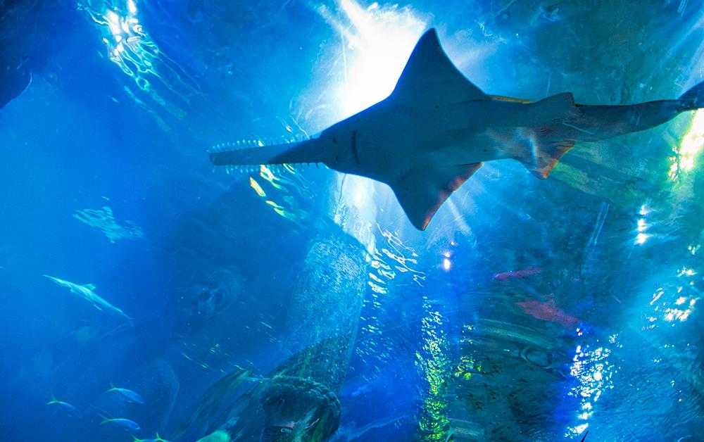 Scientists Suspect Cause of Spinning Fish in Florida