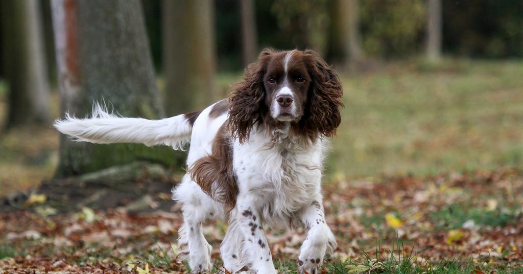 What Is Rage Syndrome in Dogs? Details Here