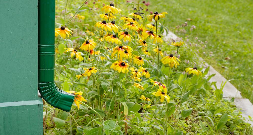 Turn Your Yard Into an Eco-Friendly Habitat by Rainscaping