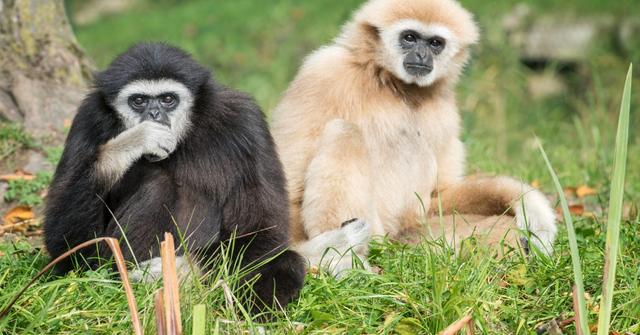 Animals That Mate for Life — We Love These Monogamous Creatures