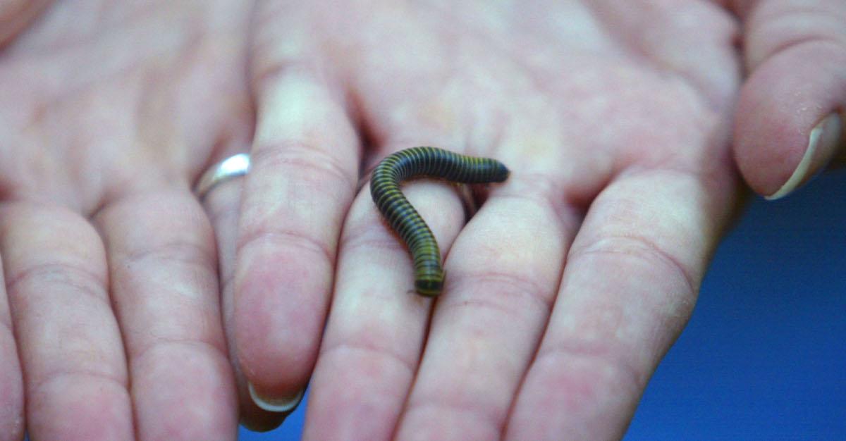 How to Humanely Catch and Relocate Bugs, Instead of Killing Them