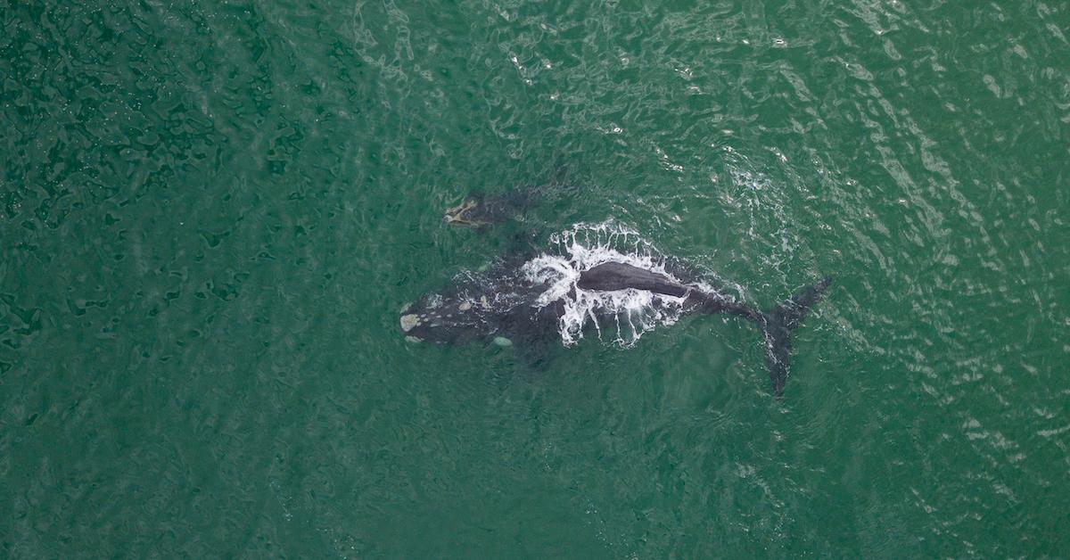 6 North Atlantic Right Whales Found Dead in Canadian Waters This Month