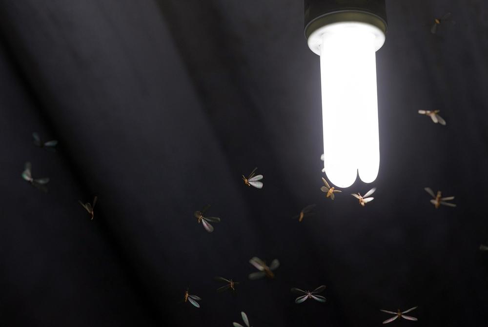 Here's How to Get Rid of Flying Termites, Naturally