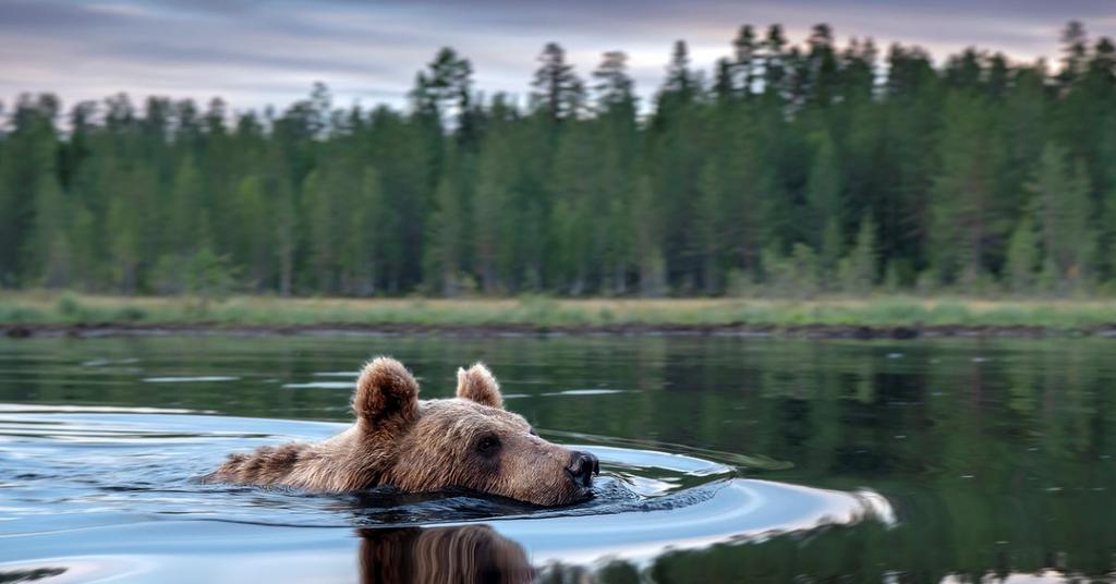 What's the Difference Between Black Bears vs. Grizzly Bears?