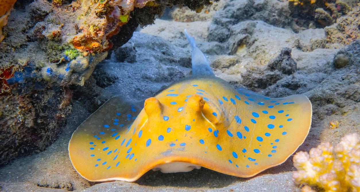 How Global Warming Affects Fish: Rising Ocean Temperatures ...