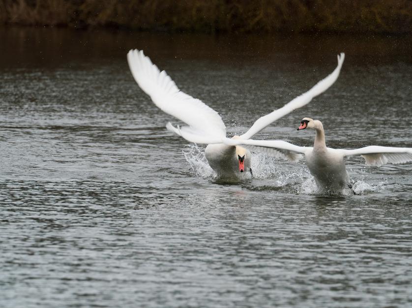 Why Are Swans so Mean? These Beautiful Birds Are Territorial