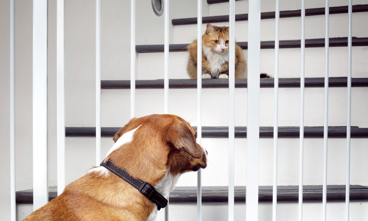 Here's How to Humanely Keep Your Dog out of the Litter Box