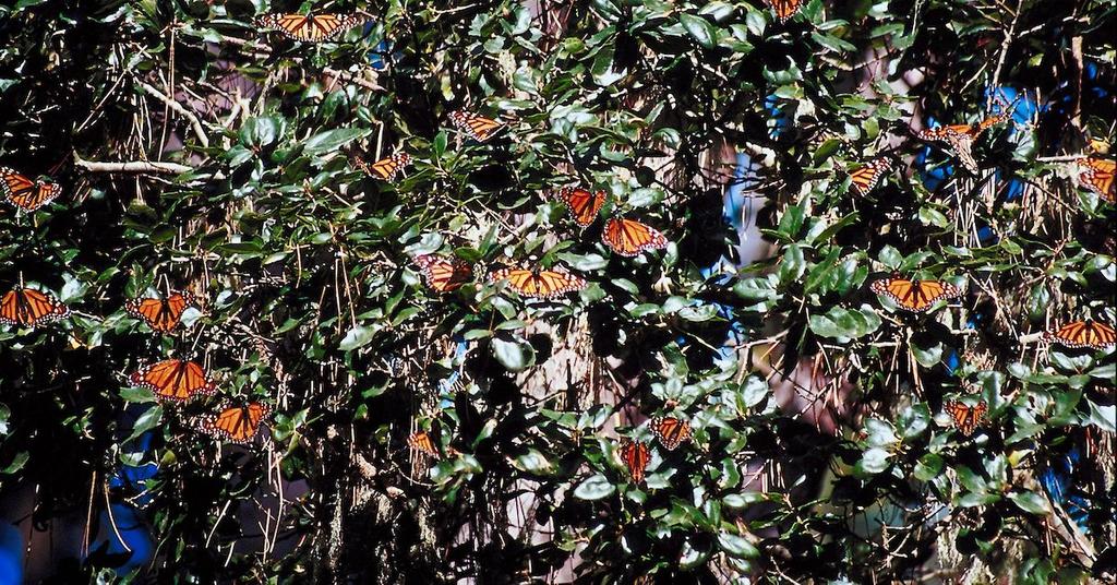 Are Monarch Butterflies Endangered? Why They Need Protecting