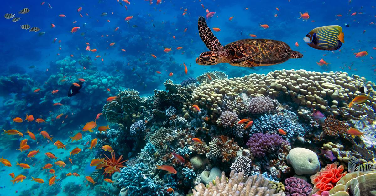 What Are the Three Types of Biodiversity?