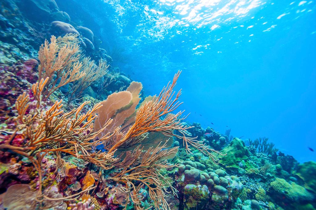 Oceans Could Be Thriving 30 Years From Now, New Study Finds