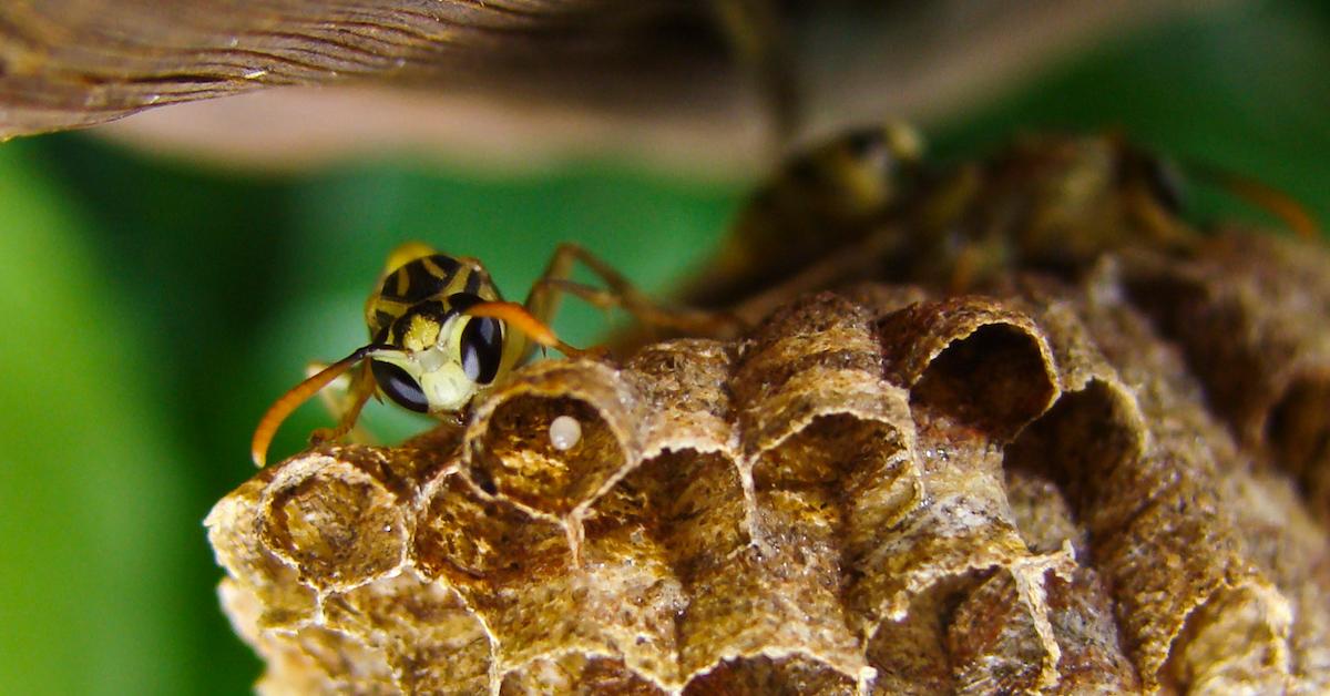 How to Get Rid of Wasps