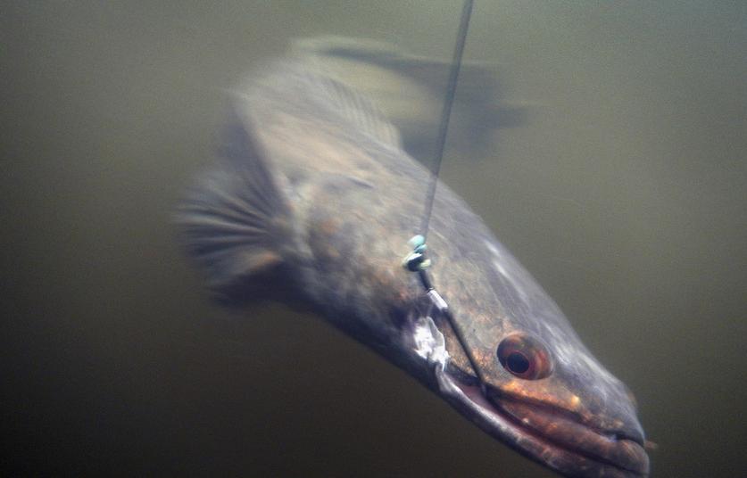 Invasive Fish Species That You Should Know About