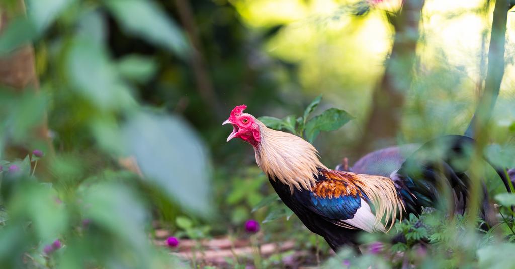 Why Do Roosters Crow? Here Are a Few Explanations