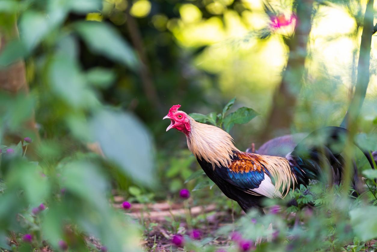 Why Do Roosters Crow? Here Are a Few Explanations