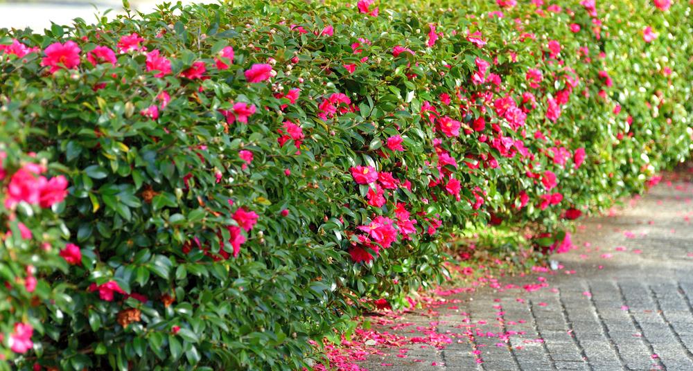 Discover the Many Benefits of Planting a Hedge Row