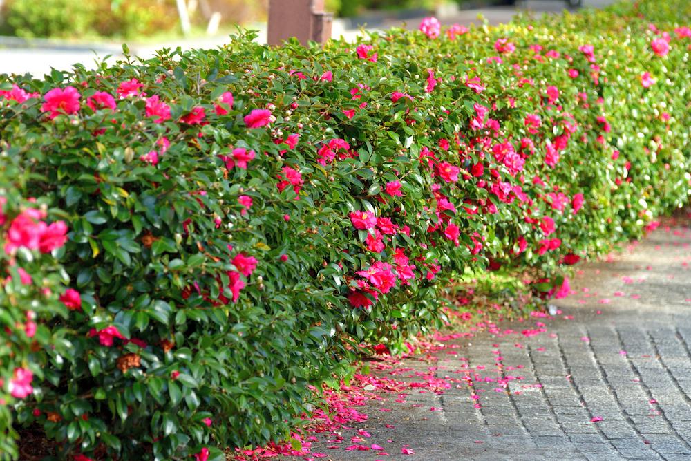 Discover the Many Benefits of Planting a Hedge Row