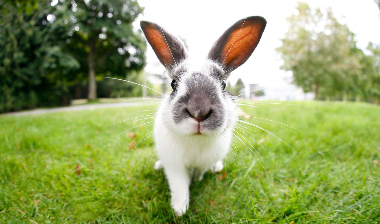 Do Rabbits Lay Eggs? Where Do Baby Bunnies Come From?