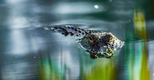 Are There Alligators in Virginia or Arkansas? What to Know