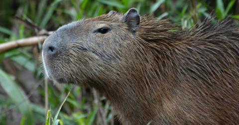 Zoo Uses Drones and Humans to Search for Missing Capybara