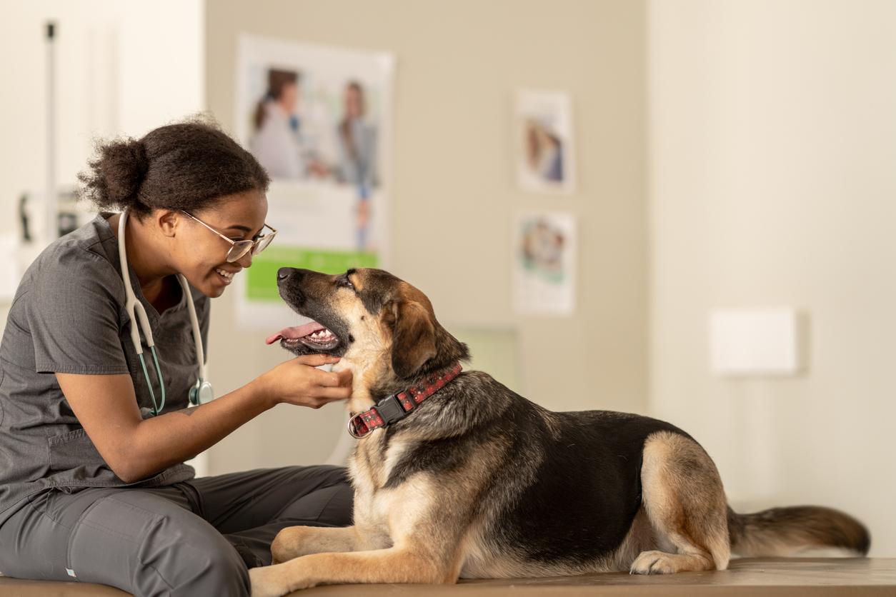 Peppermint Oil Is Versatile, but Can You Use It for Your Dog?