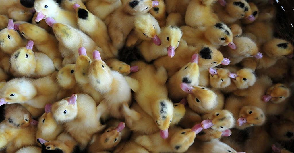 Bird Flu's Origin Story — Where It Came From, and Where It Is Now