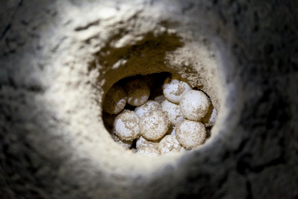 GPS Sea Turtle Eggs Are Catching Poachers and Traffickers in the Act