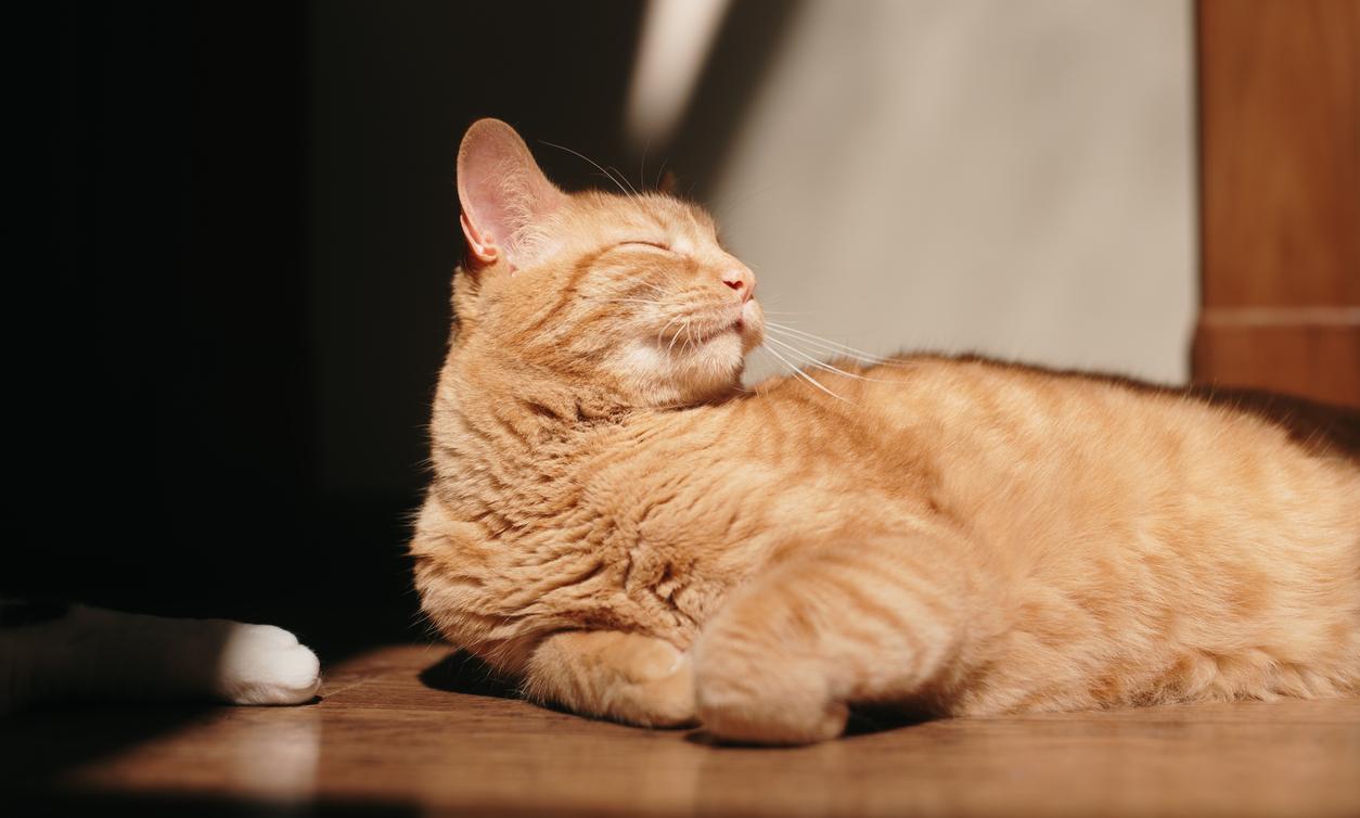 Here's Why Cats Cover Their Faces When They Sleep