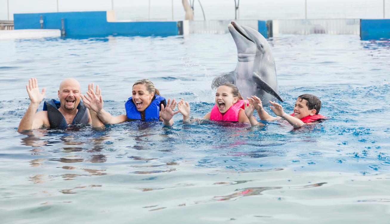 Are Dolphins Dangerous to Humans? Dolphin Encounters Pose Safety Risks