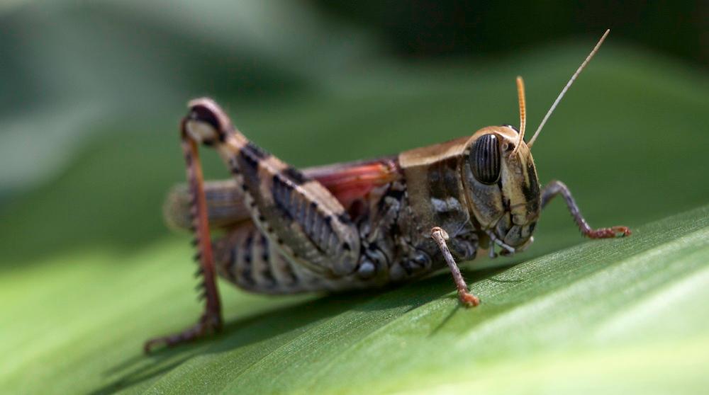 Do Grasshoppers Have A Spiritual Meaning? Let's Explore