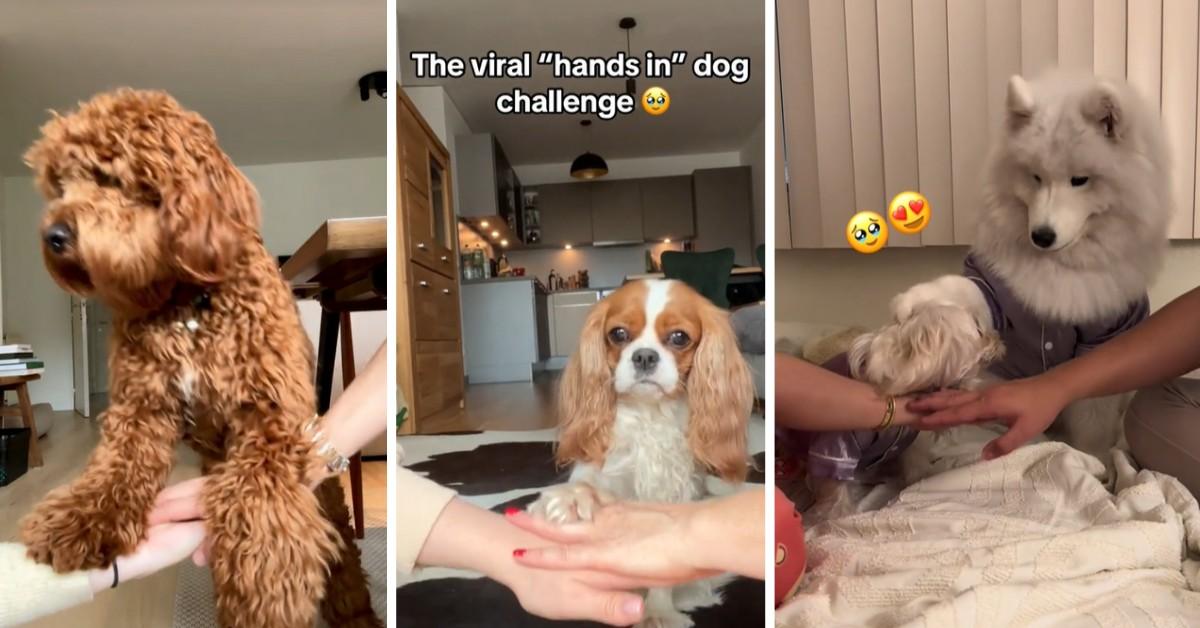 "Hands in" Challenge Gets Adorable Results From Dogs