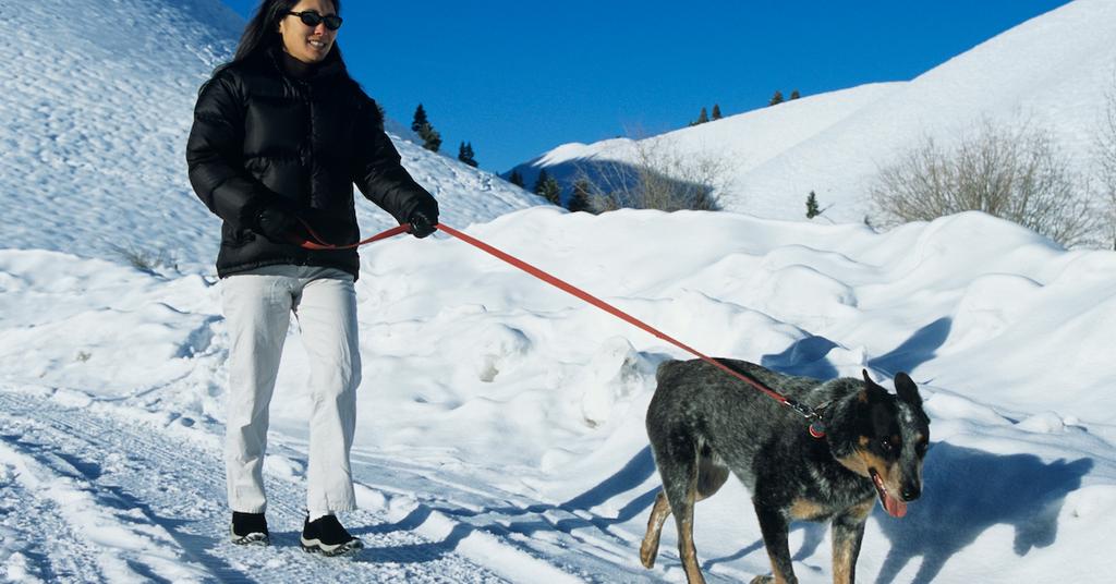 Dog Walking Winter Tips: How to Make Sure Your Pup Is Safe and Happy