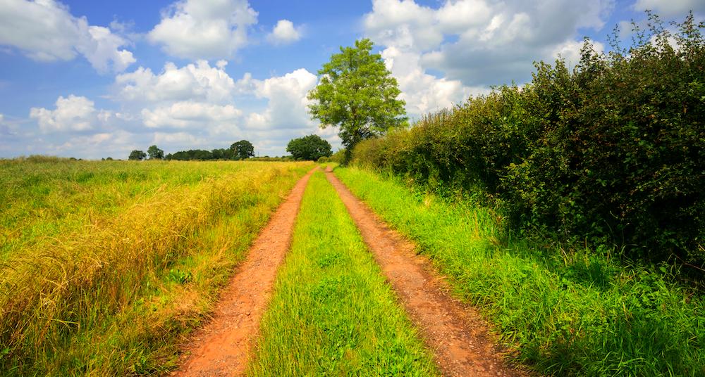 Discover the Many Benefits of Planting a Hedge Row