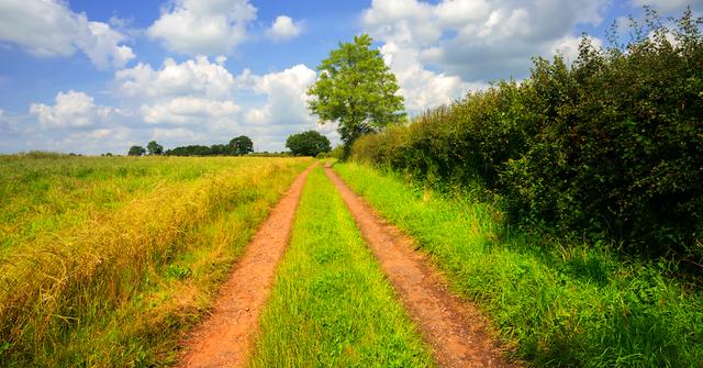 Discover the Many Benefits of Planting a Hedge Row