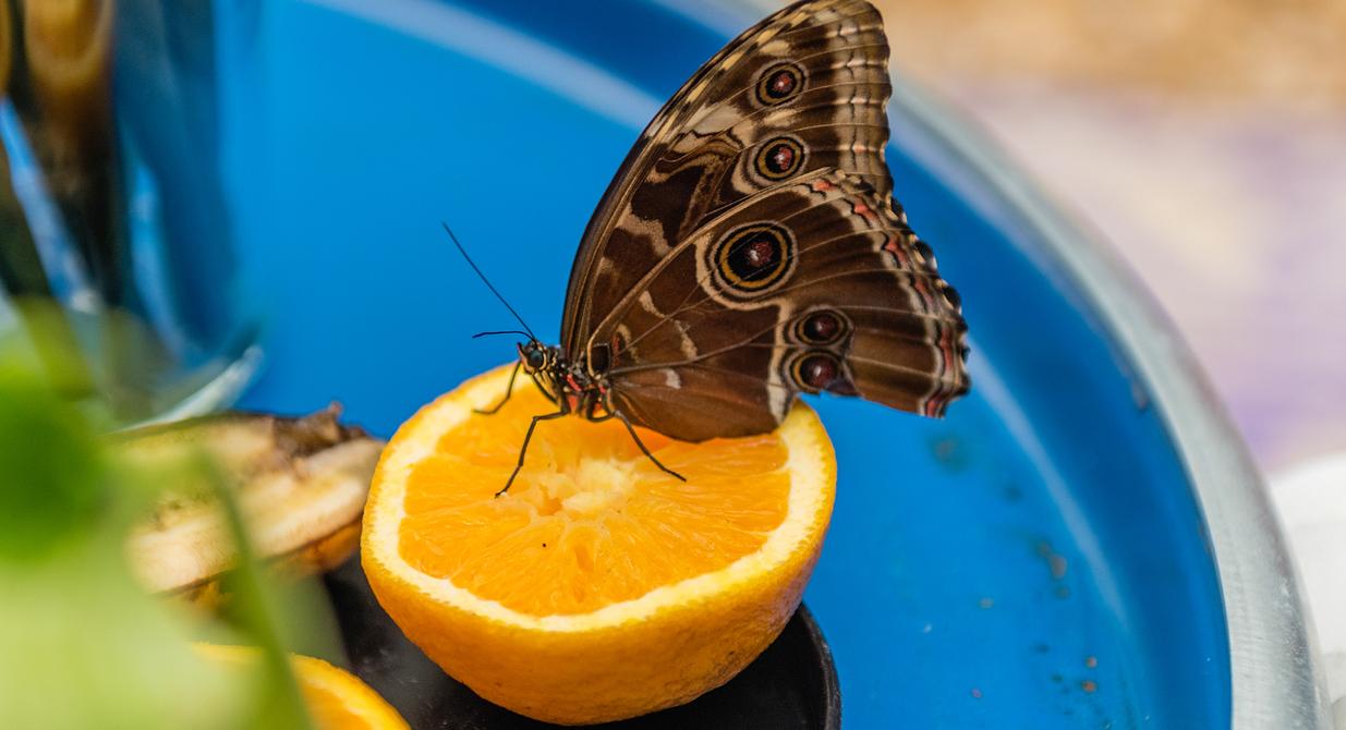 What Do Butterflies Eat? A Look Into Their Favorite Foods