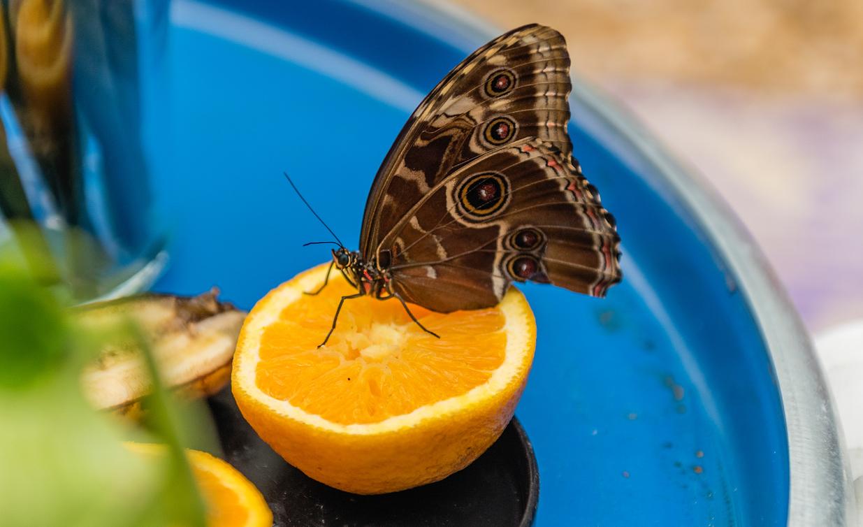 What Do Butterflies Eat? A Look Into Their Favorite Foods