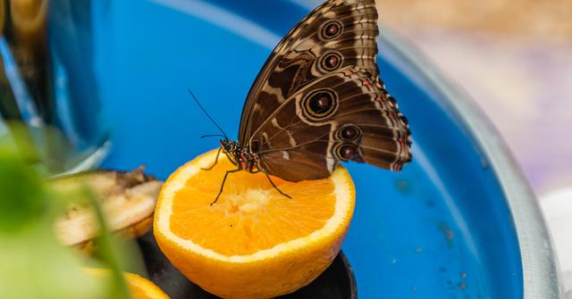 What Do Butterflies Eat? A Look Into Their Favorite Foods