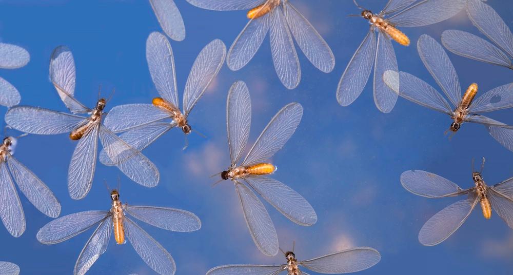 Here's How to Get Rid of Flying Termites, Naturally