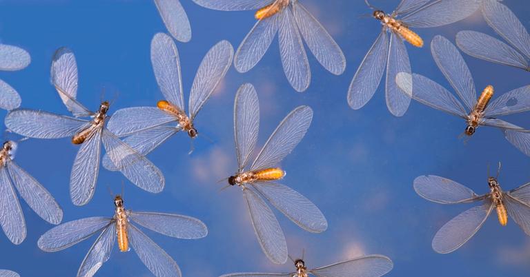 Here's How to Get Rid of Flying Termites, Naturally