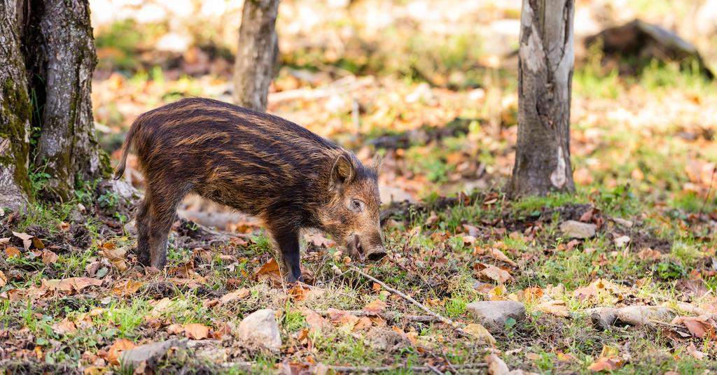 Canadian Super Pigs: Everything You Need to Know