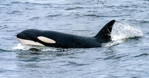 Orca Beached in Florida — How Climate Change Affects Whales Beaching