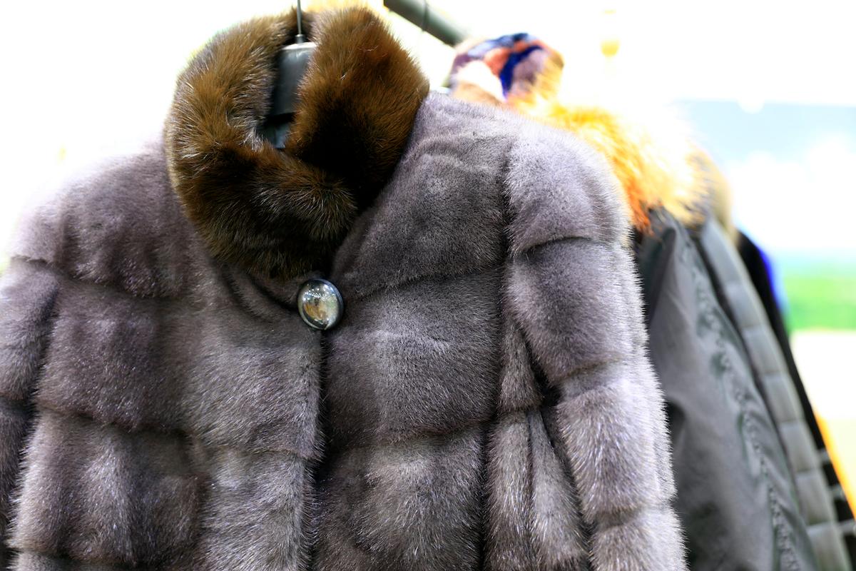 Denmark Culling All Mink Due to Mutated Coronavirus