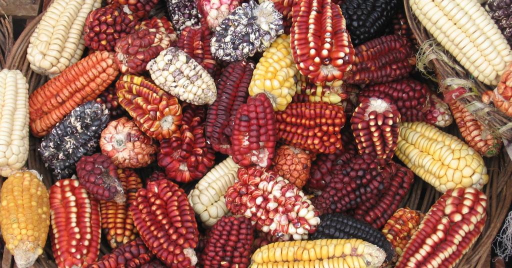 Native Corn Is Now Protected Under Mexico’s Law
